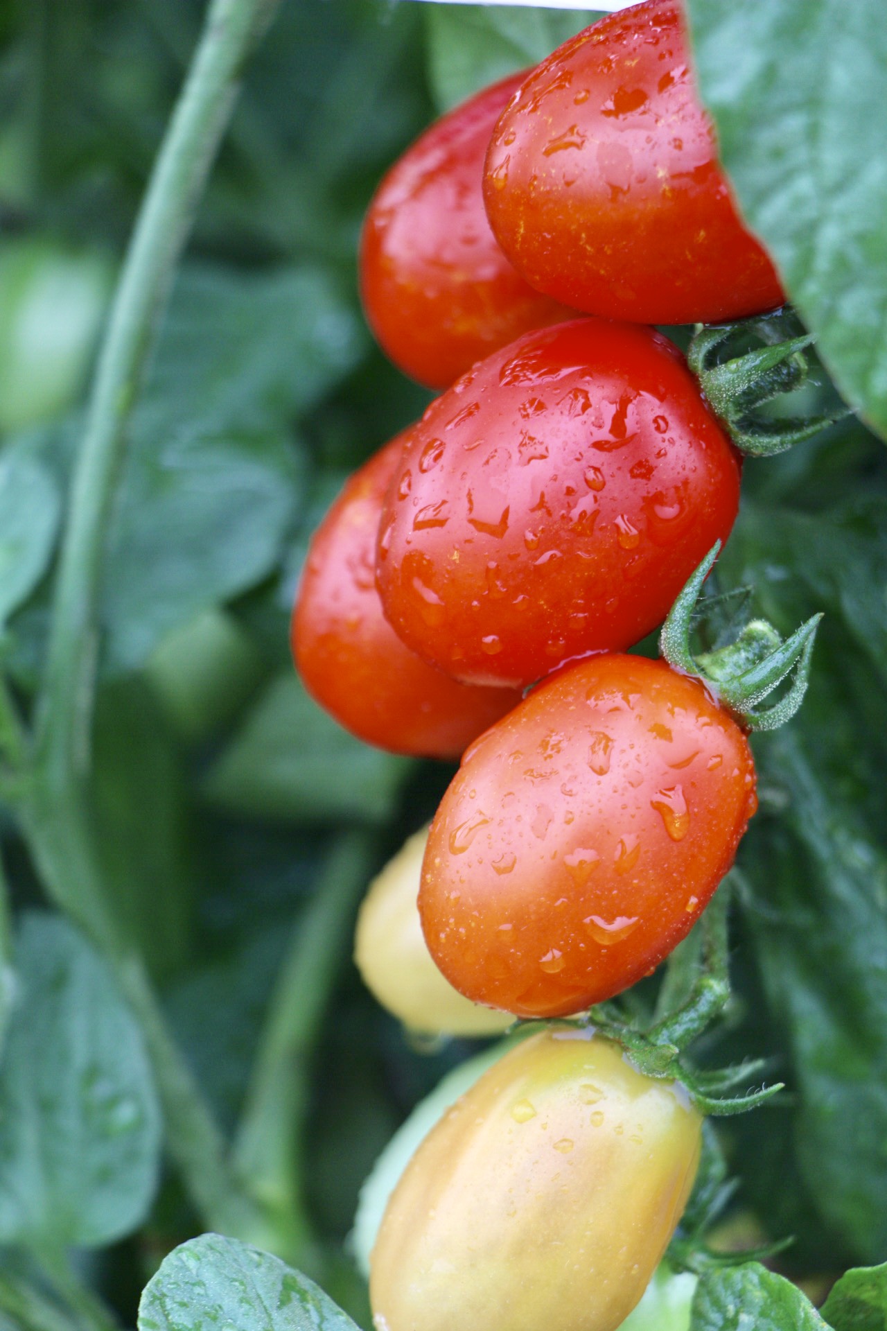 Organic Grape Tomatoes
