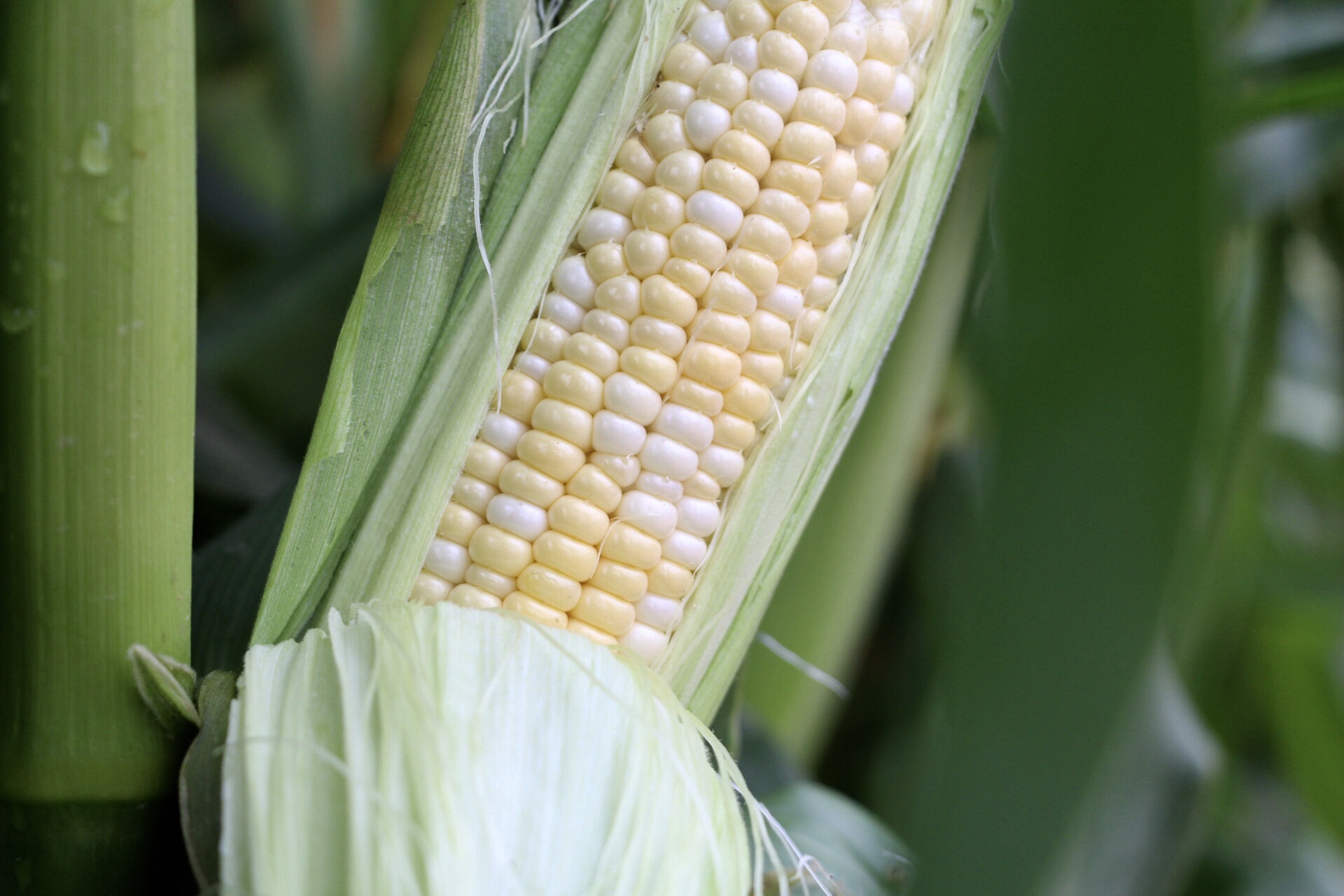 Organic Sweet Corn